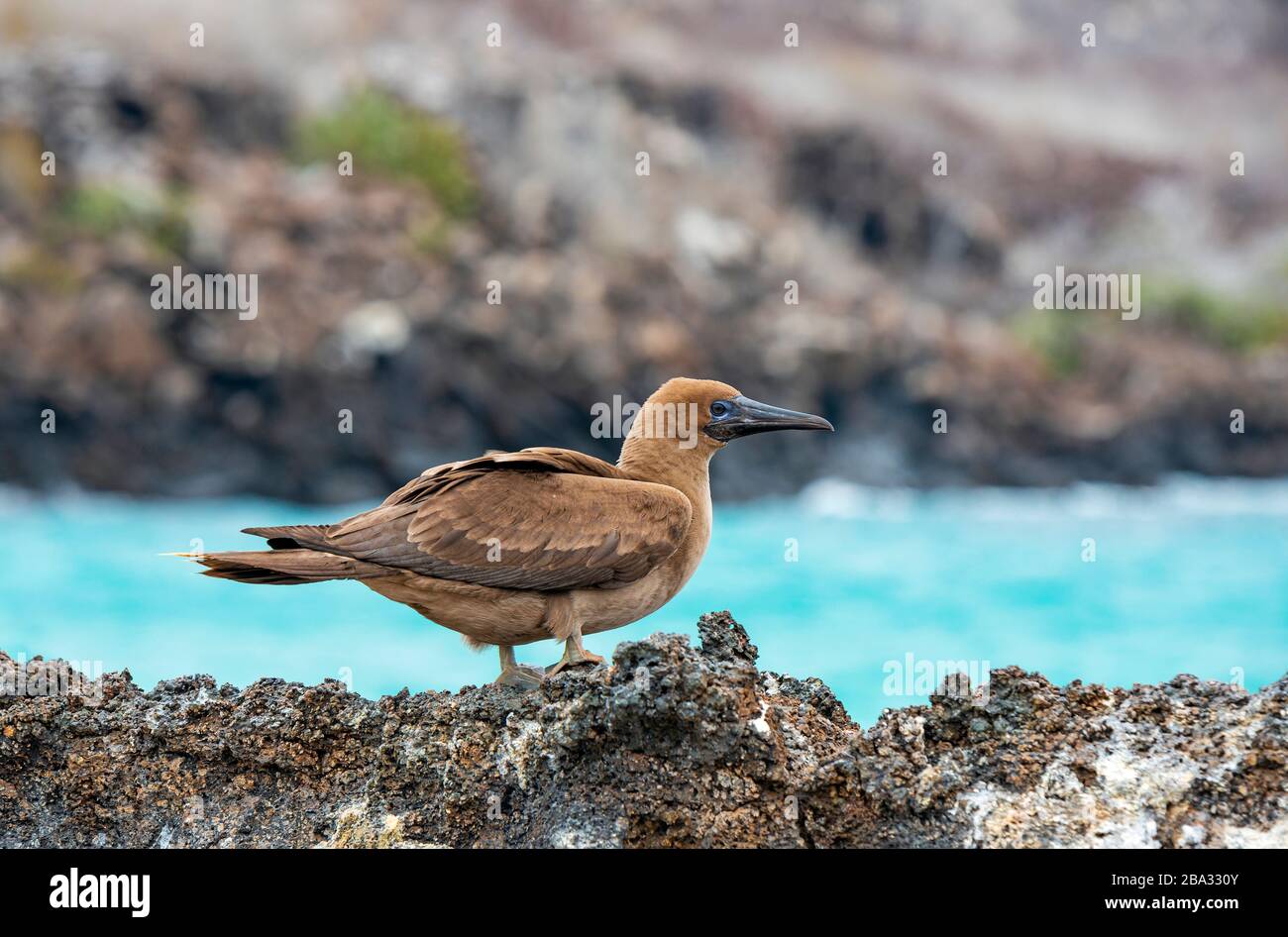 Red footed booby galapagos hi-res stock photography and images - Alamy