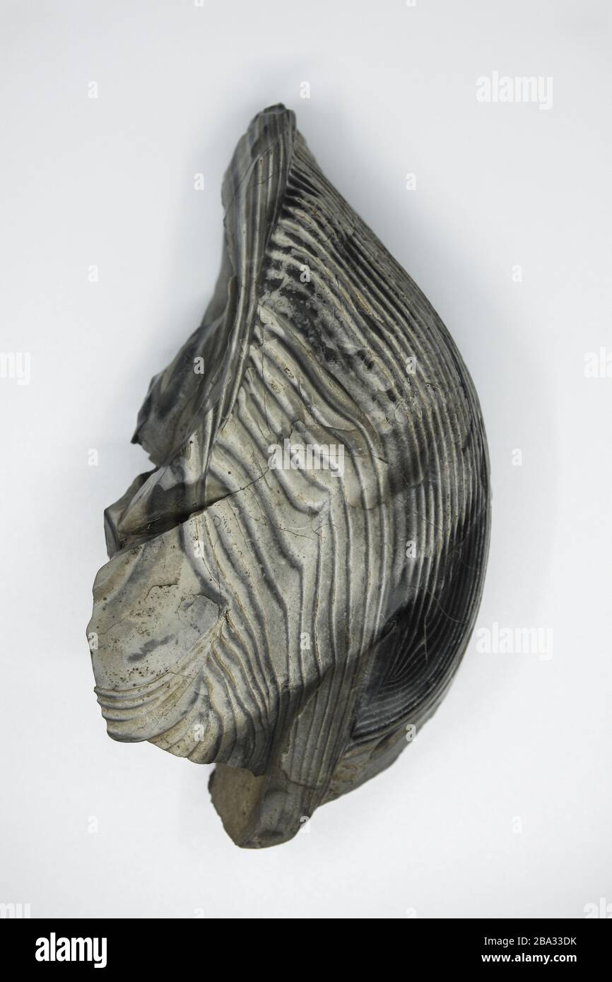 Striped flint stone isolated on a white background. Amazing curves and ...