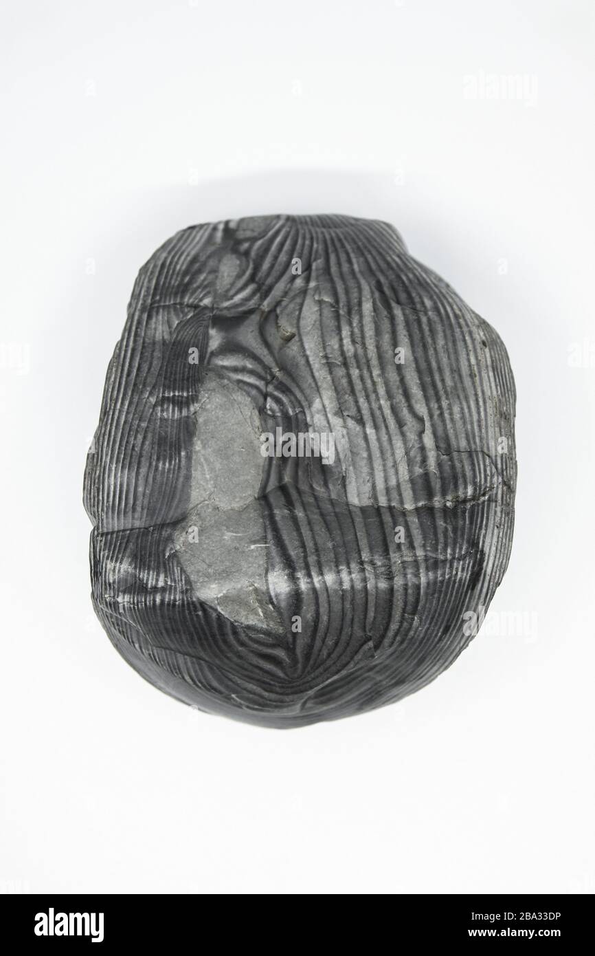 Striped flint stone isolated on a white background. Amazing curves and ...