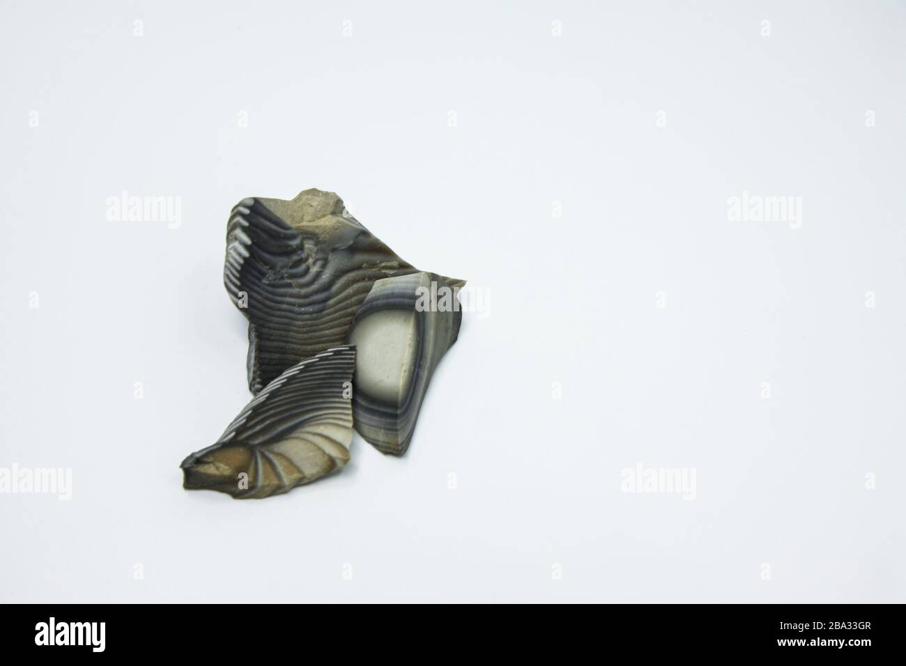 Striped flint stone isolated on a white background. Amazing curves and ...