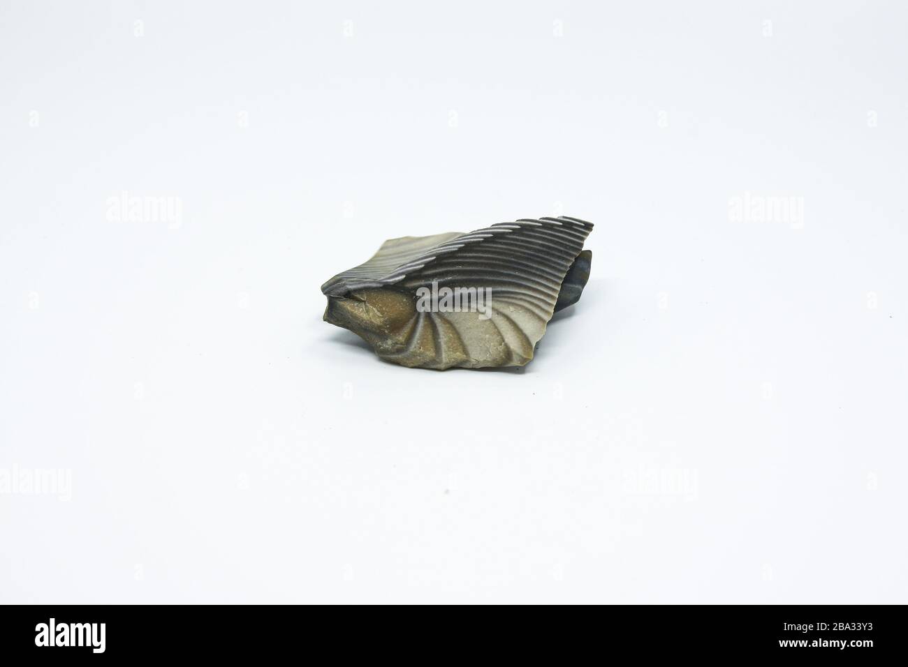 Striped flint stone isolated on a white background. Amazing curves and ...