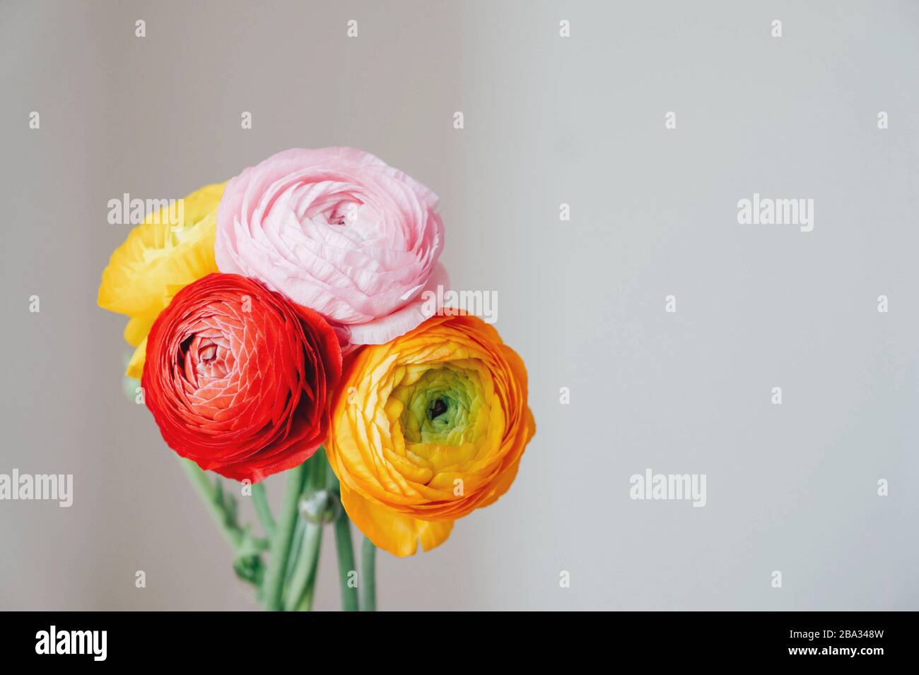 Fresh colorful ranunculus flowers in full bloom on white background ...