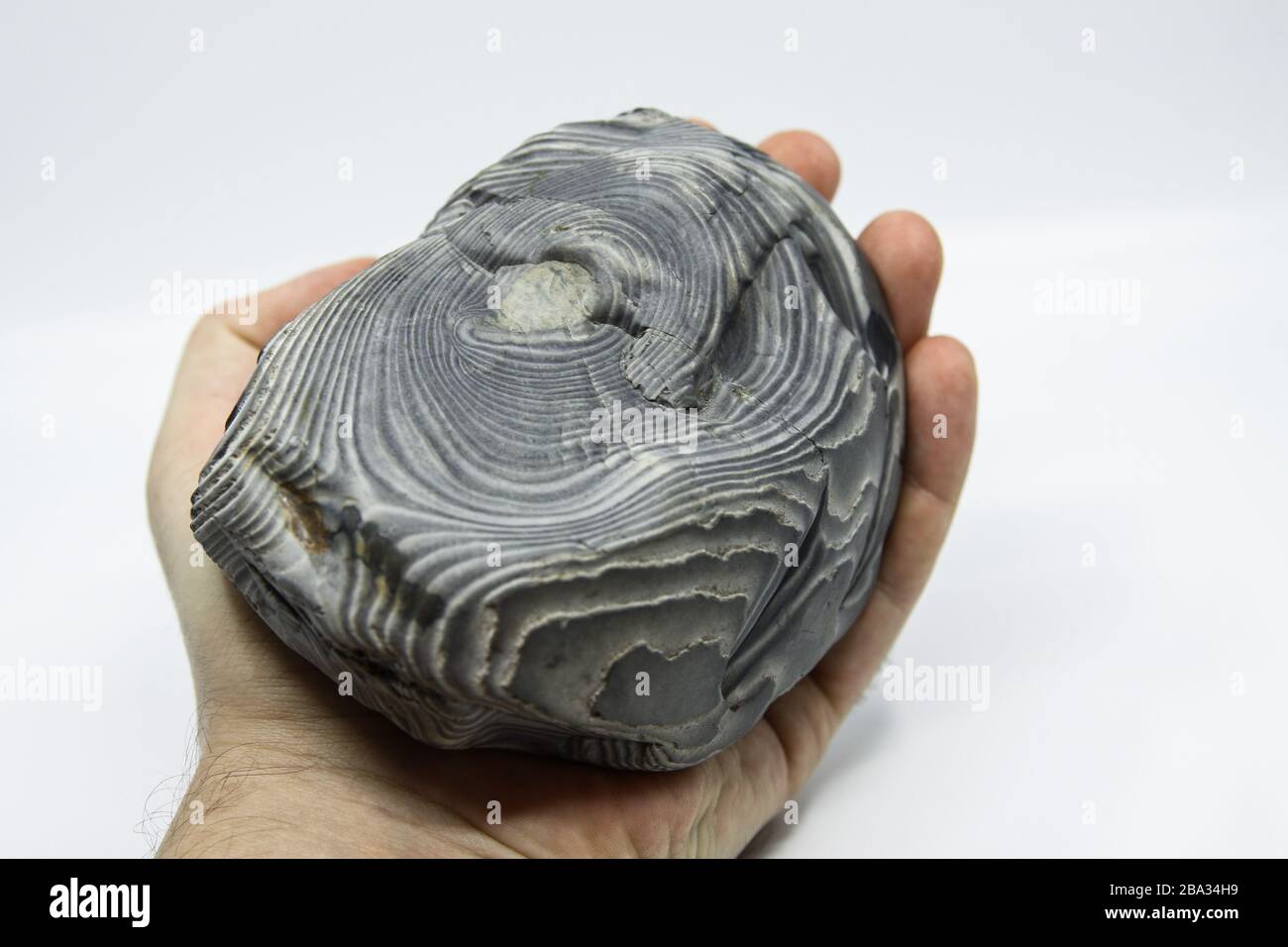 Striped flint stone isolated on a white background. Amazing curves and ...