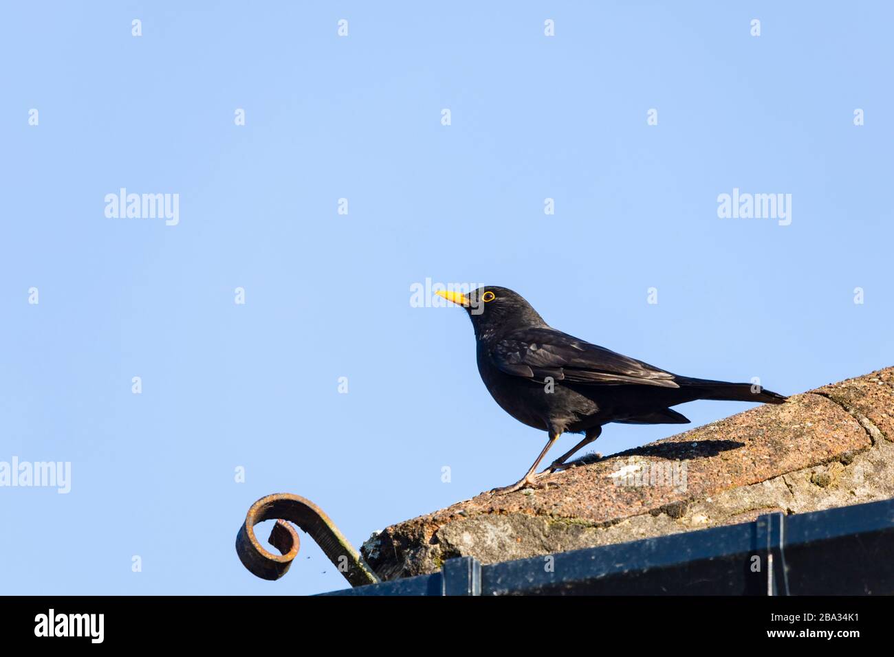 Adult, male Blackbird, Turus Merula, sitting on a house roof with tiles ...