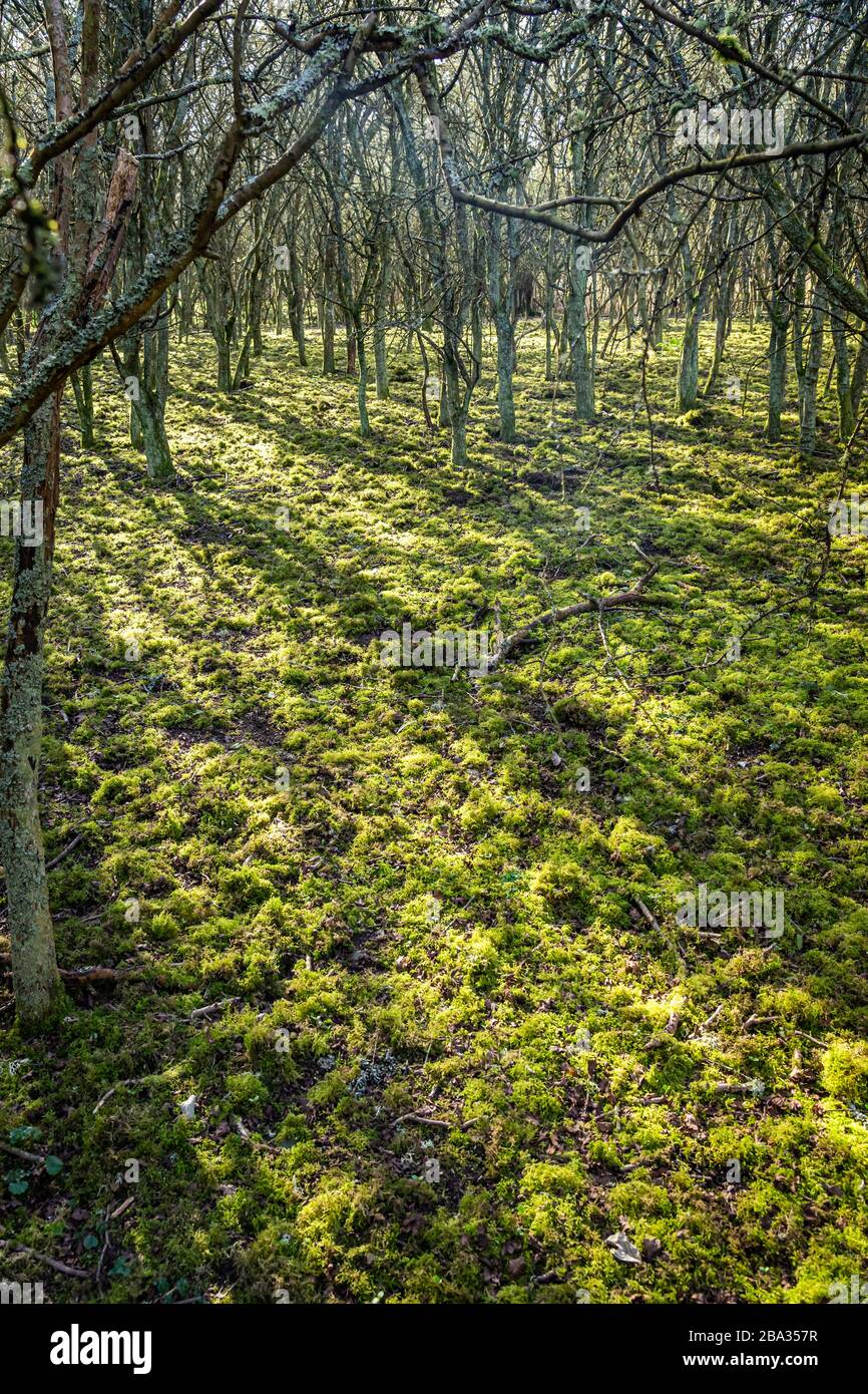 Woodland moss hi-res stock photography and images - Alamy