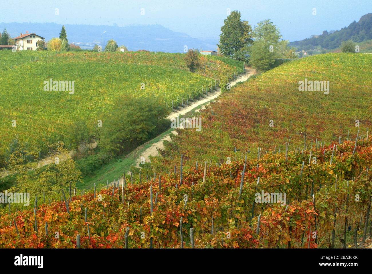 View on vineyards of Langhe Roero, UNESCO World Heritage in Piedmont ...