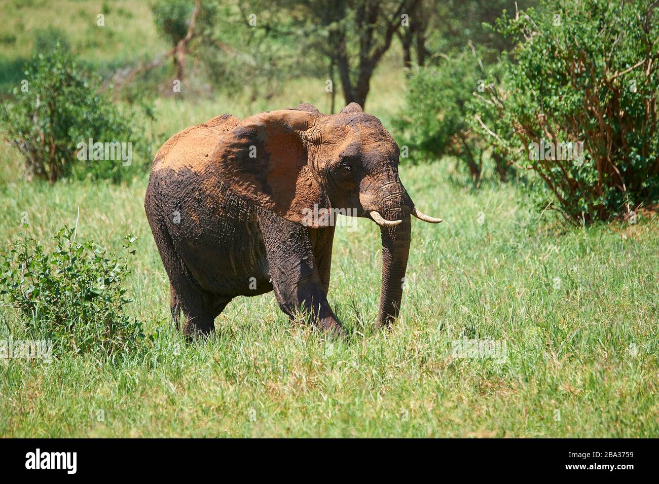 African elephant covered with mud and red dust Stock Photo - Alamy