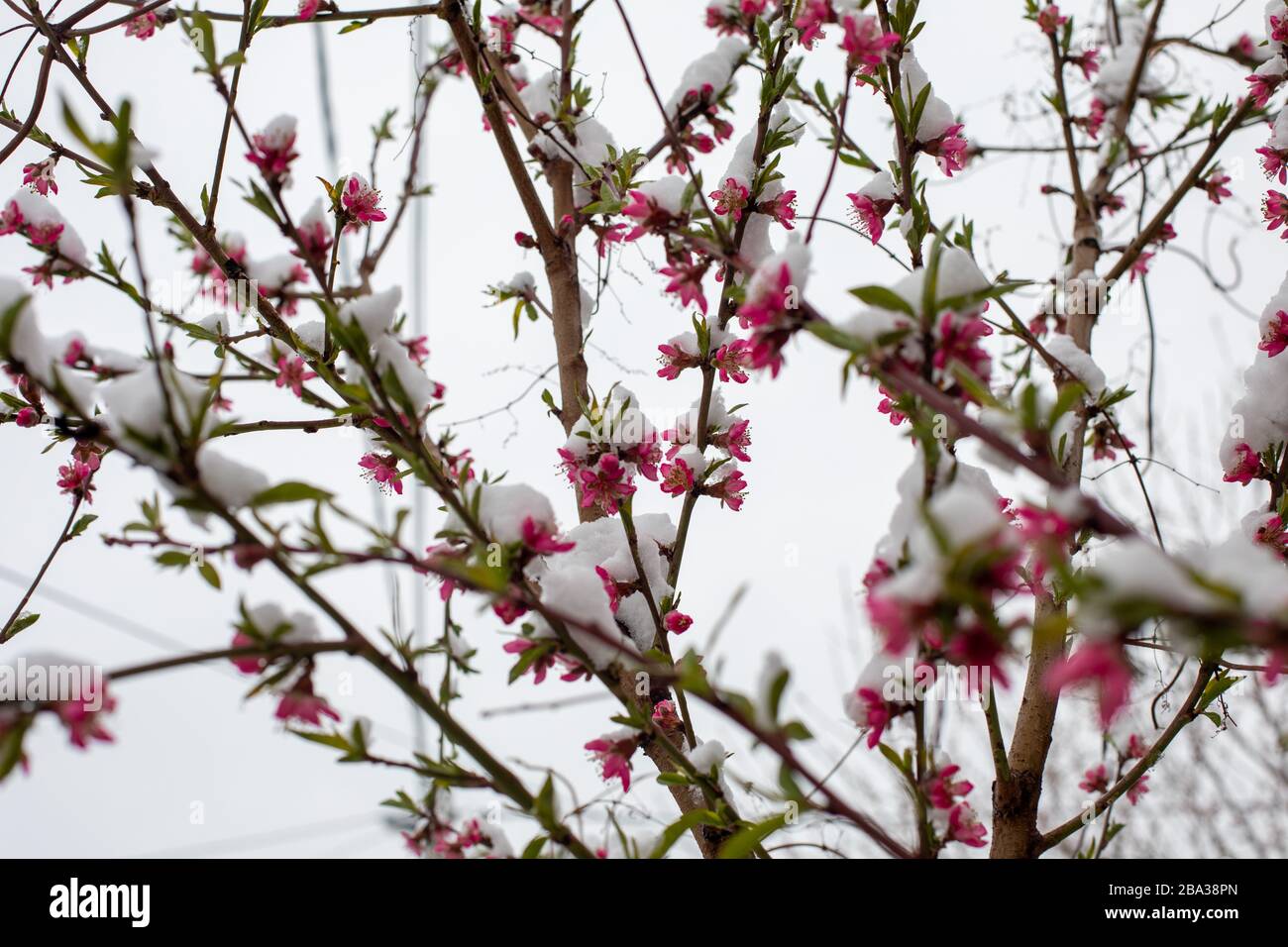 Snow on peach flowers. Branches of flowering trees covered with snow ...
