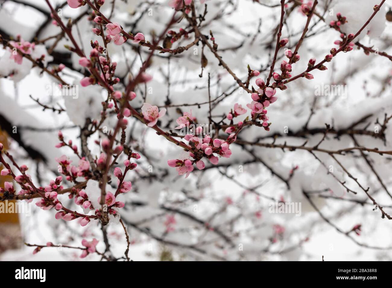 Snow on peach flowers. Branches of flowering trees covered with snow ...