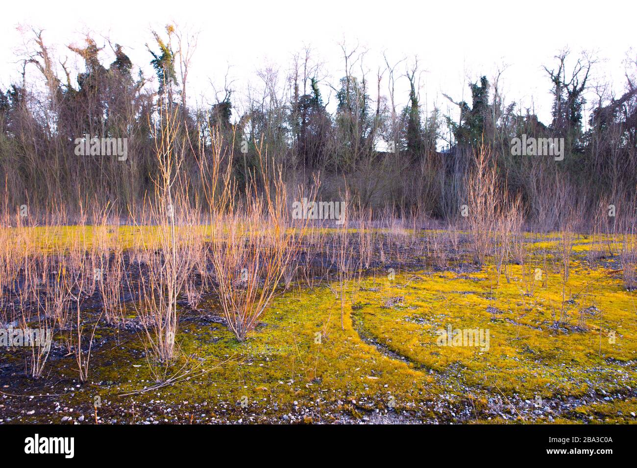 Early spring landscape with yellow, vibrant coloured moss surface ...