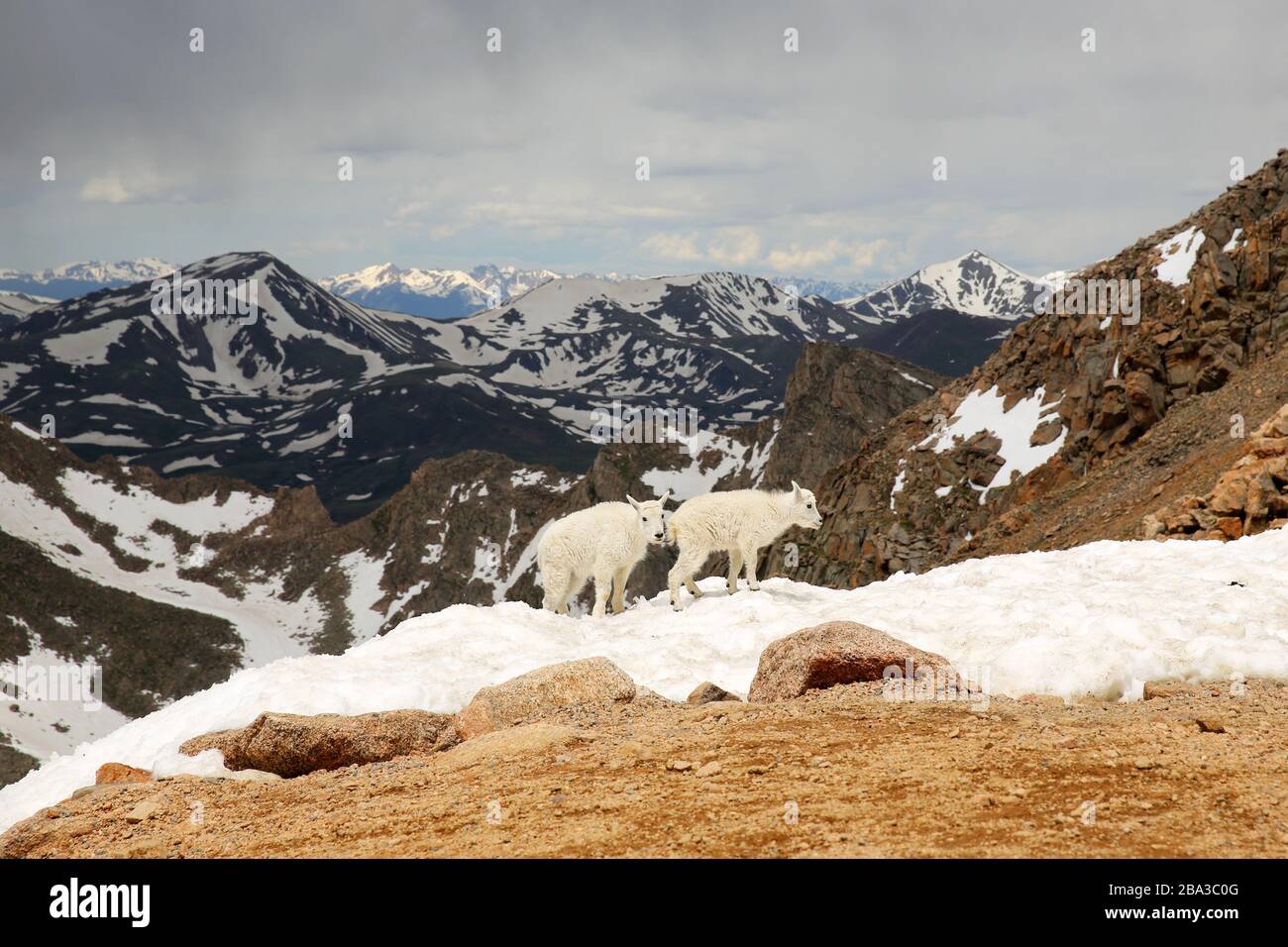 Baby Mountain Goats on top of the Mount Evans in Colorado Stock Photo ...