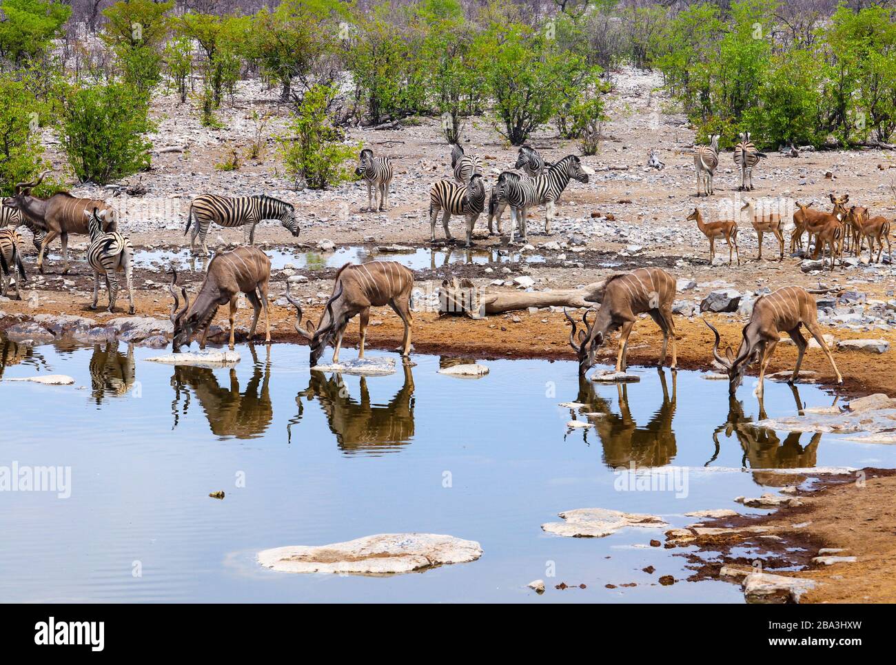 Etosha waterhole hi-res stock photography and images - Alamy