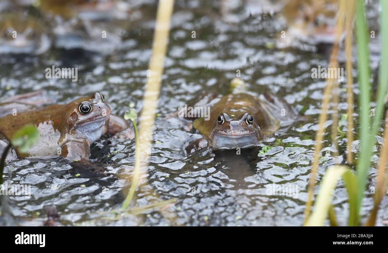 Mating seaso hi-res stock photography and images - Alamy