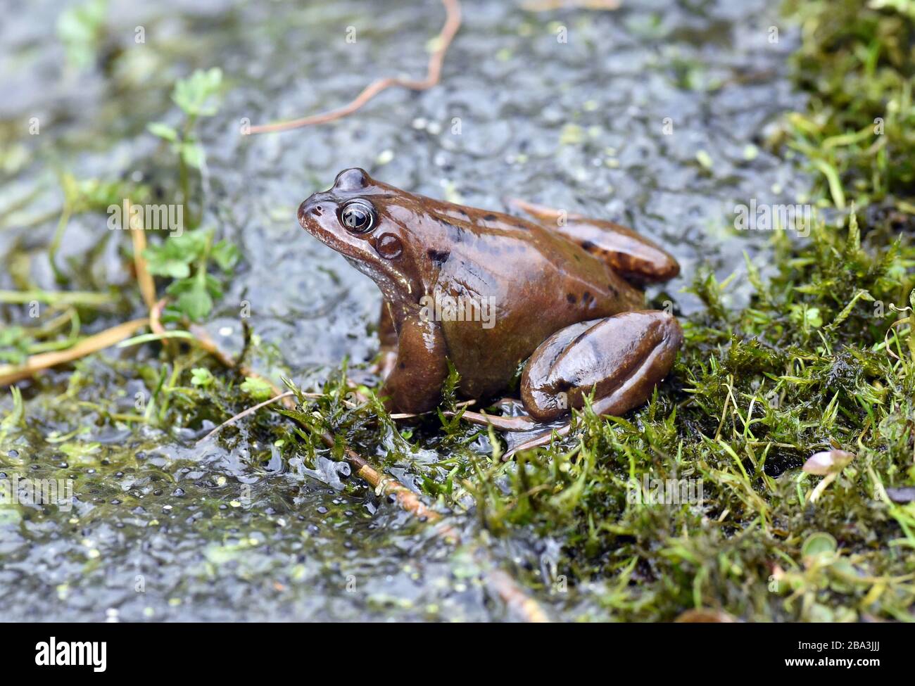 Peebles Scottish Borders, UK .25th March 20 . Wildlife European common ...