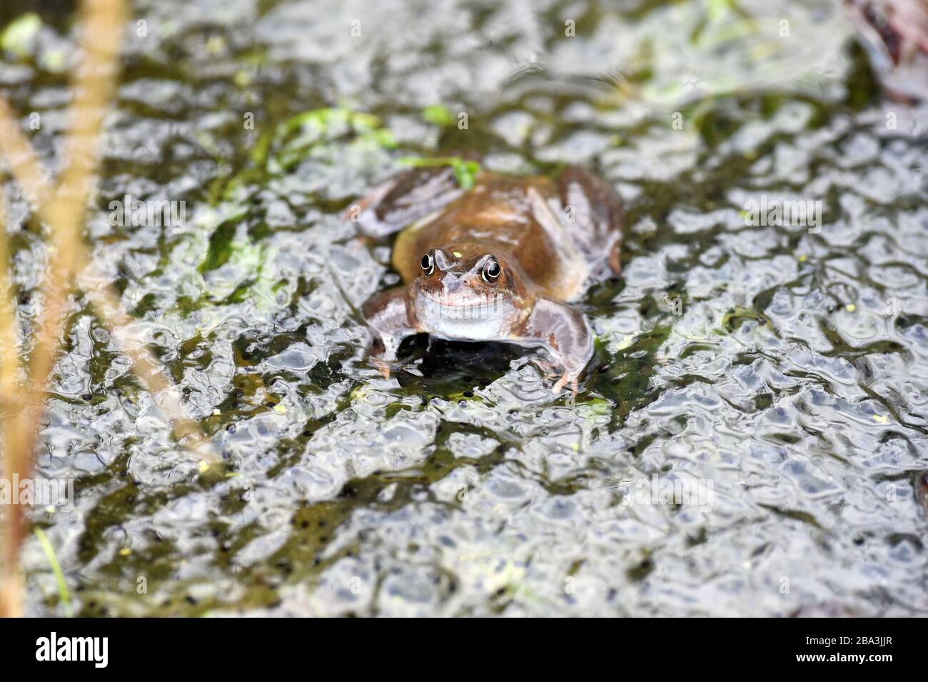 Mating seaso hi-res stock photography and images - Alamy