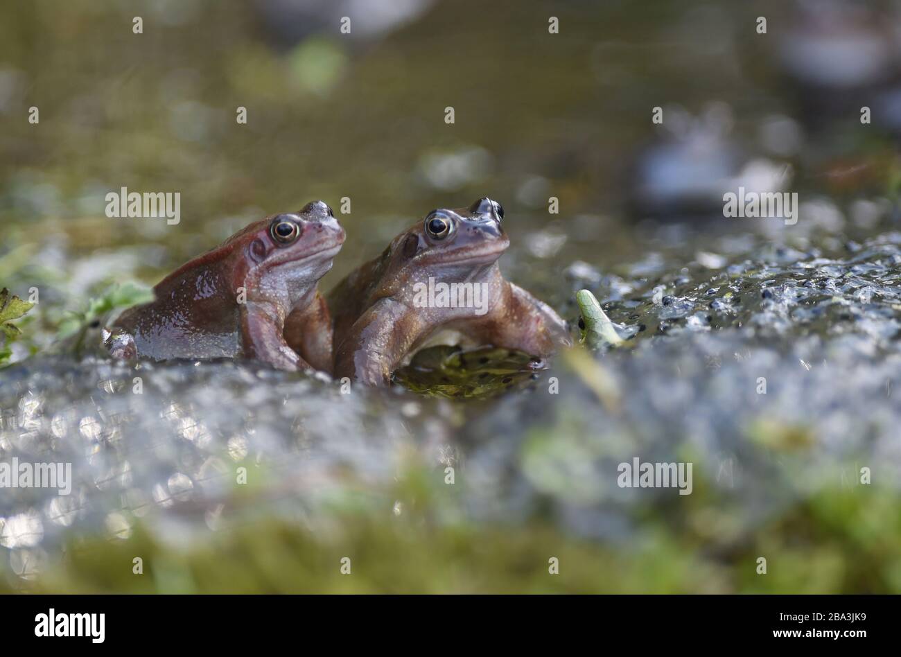 Peebles Scottish Borders, UK .25th March 20 . Wildlife European common ...