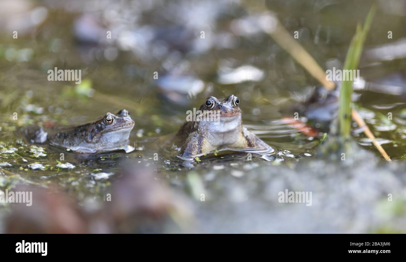 Peebles Scottish Borders, UK .25th March 20 . Wildlife European common ...