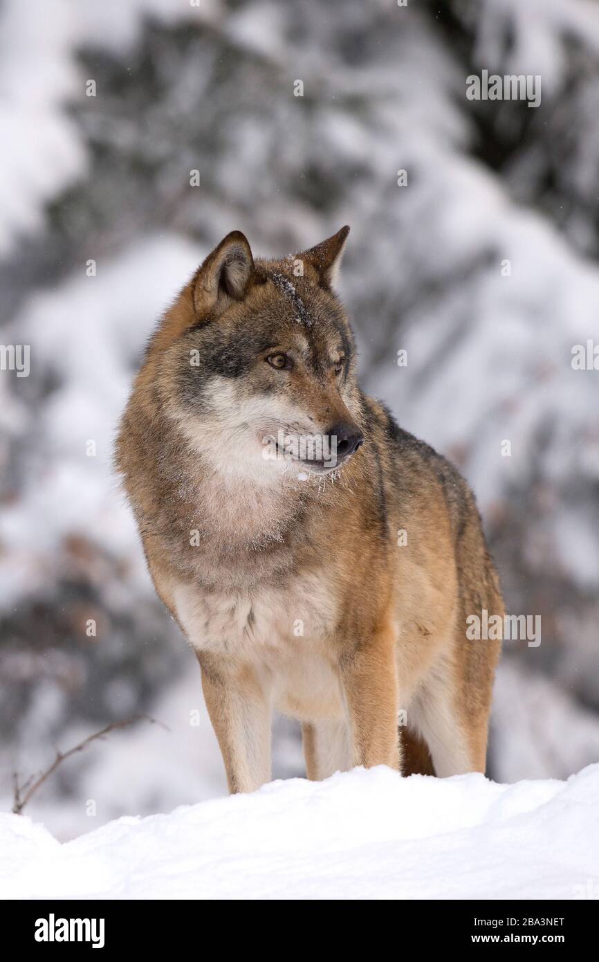 Wolf im wald hi-res stock photography and images - Alamy