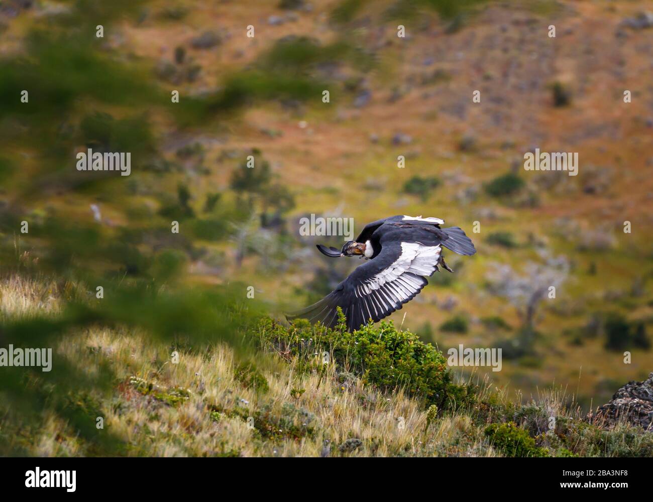 Andean condor (Vultur gryphus), Patagonia, southern Chile Stock Photo ...