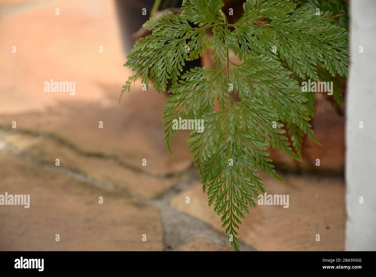 Simetrical hi-res stock photography and images - Alamy