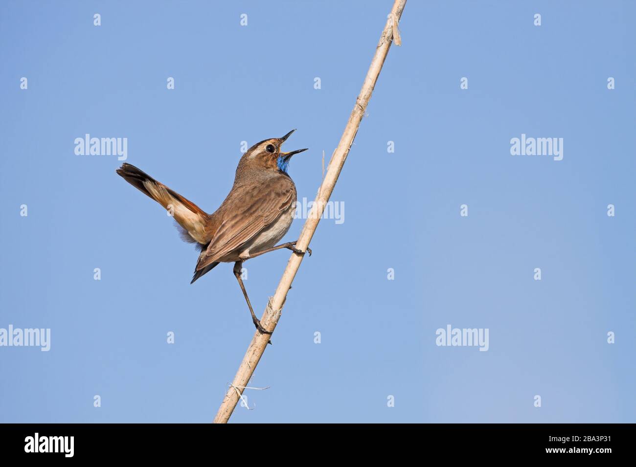 Blaukehlchen, Luscinia svecica, Luscinia svecicus Stock Photo - Alamy