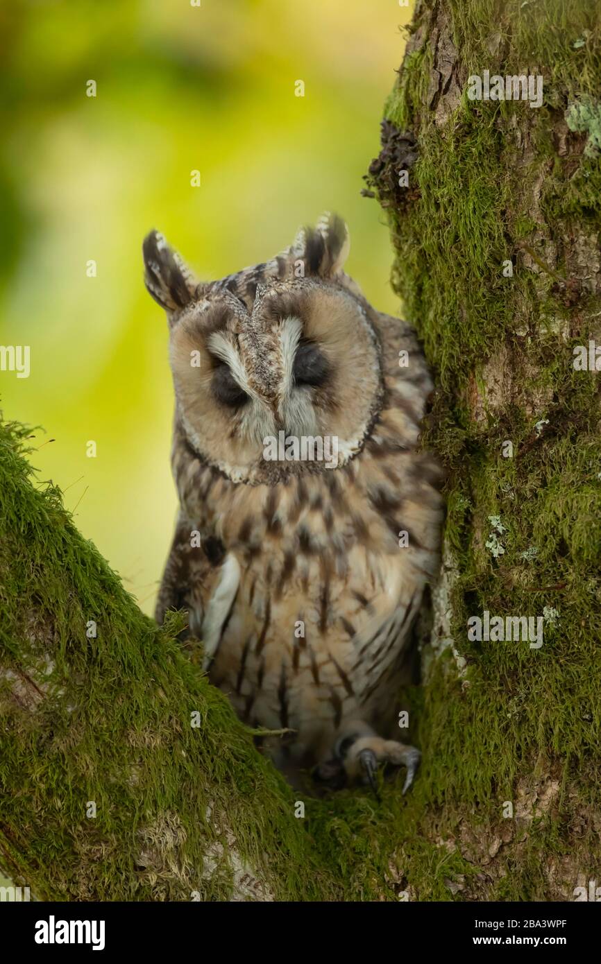 Bird sleeping hi-res stock photography and images - Alamy