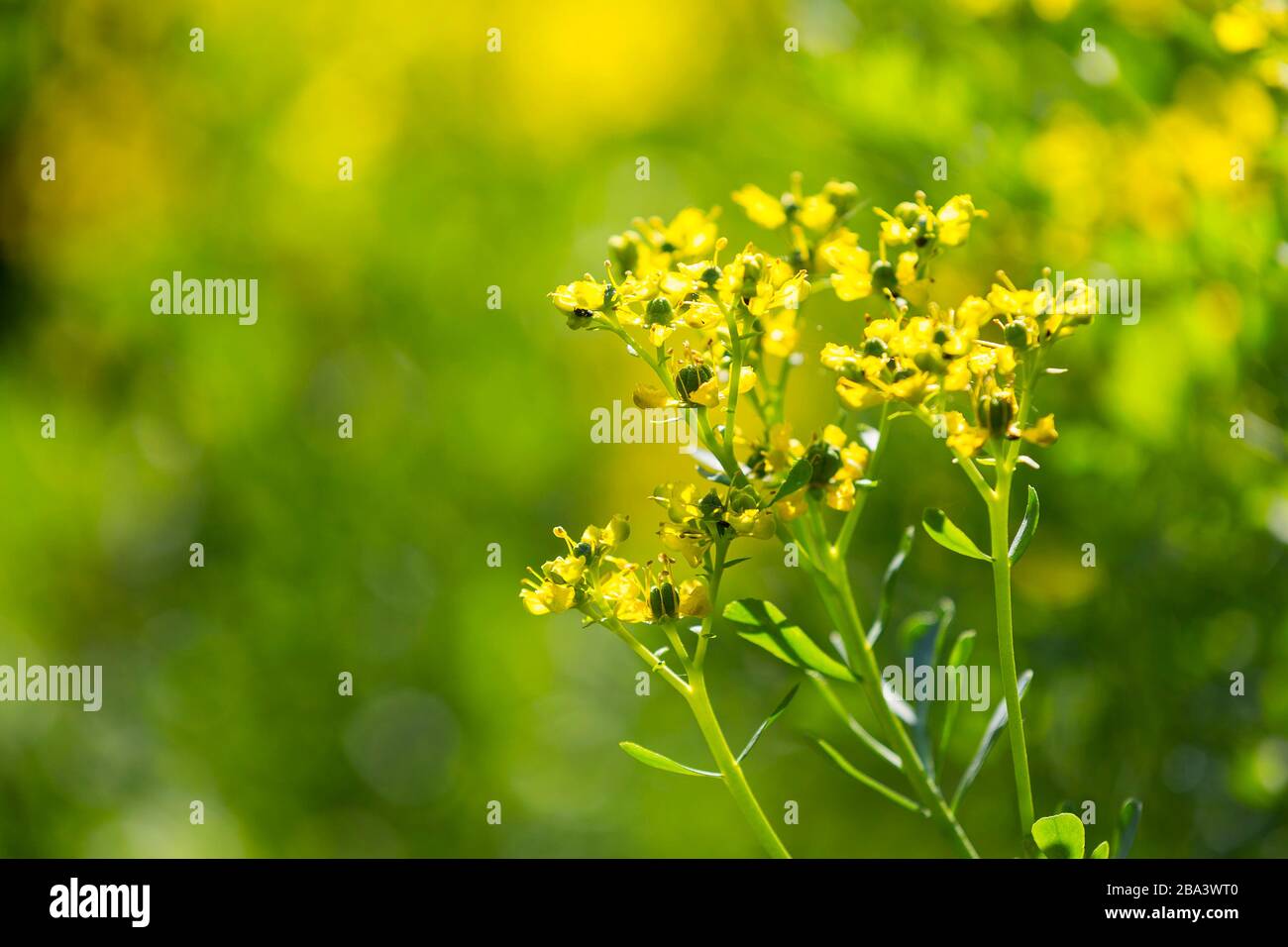 Common rue ruta graveolens in flower hi-res stock photography and ...
