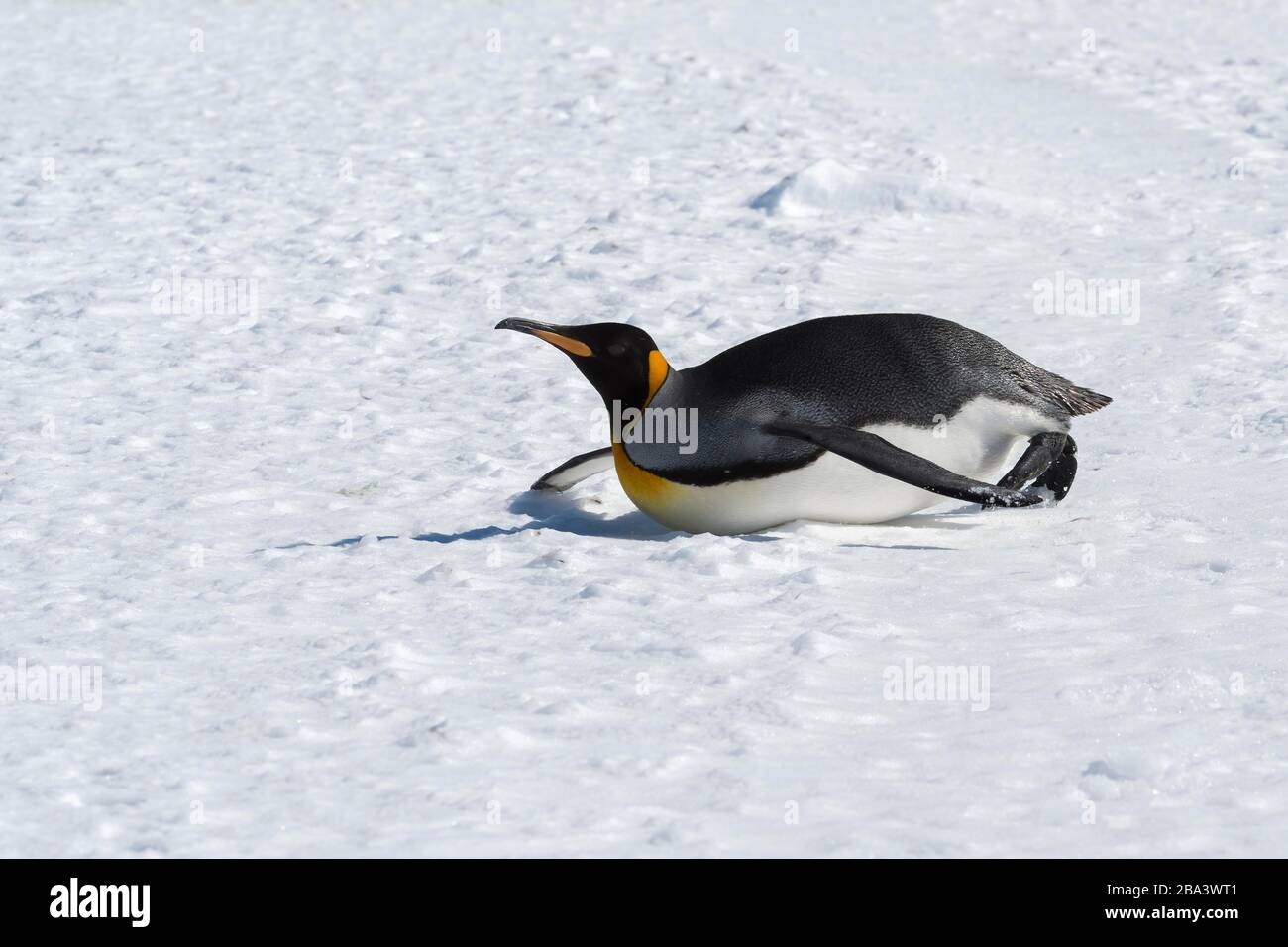 King Penguin (Aptenodytes patagonicus) sliding on the belly on snow ...