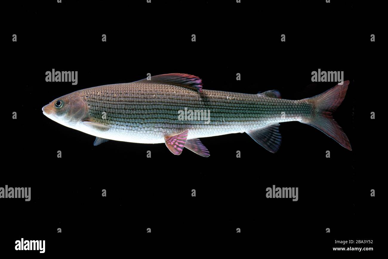 Grayling (Thymallus thymallus), captive, France Stock Photo - Alamy