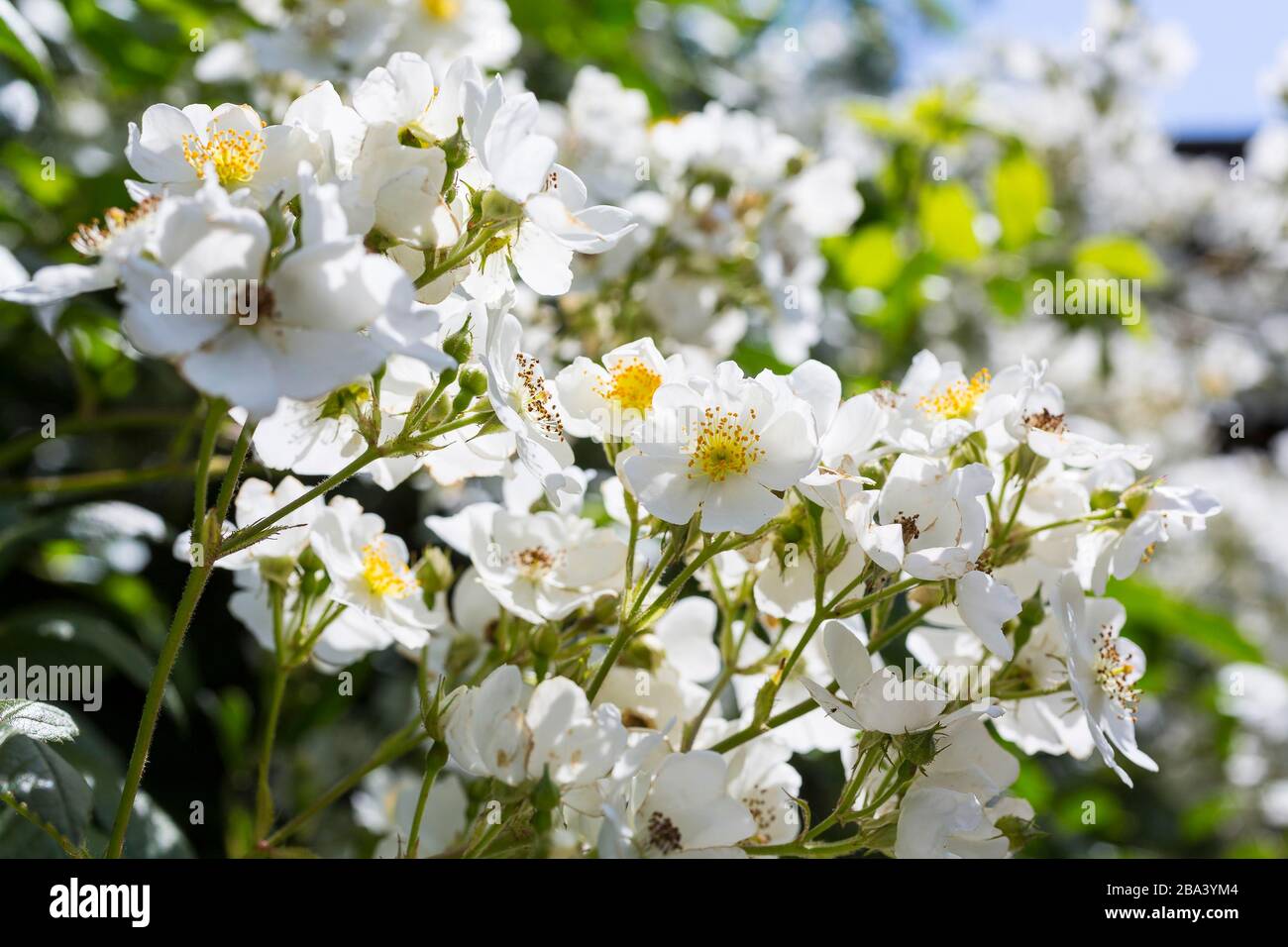 Tufted rose (Rosa multiflora), flowers in white, Saxony, Germany Stock ...