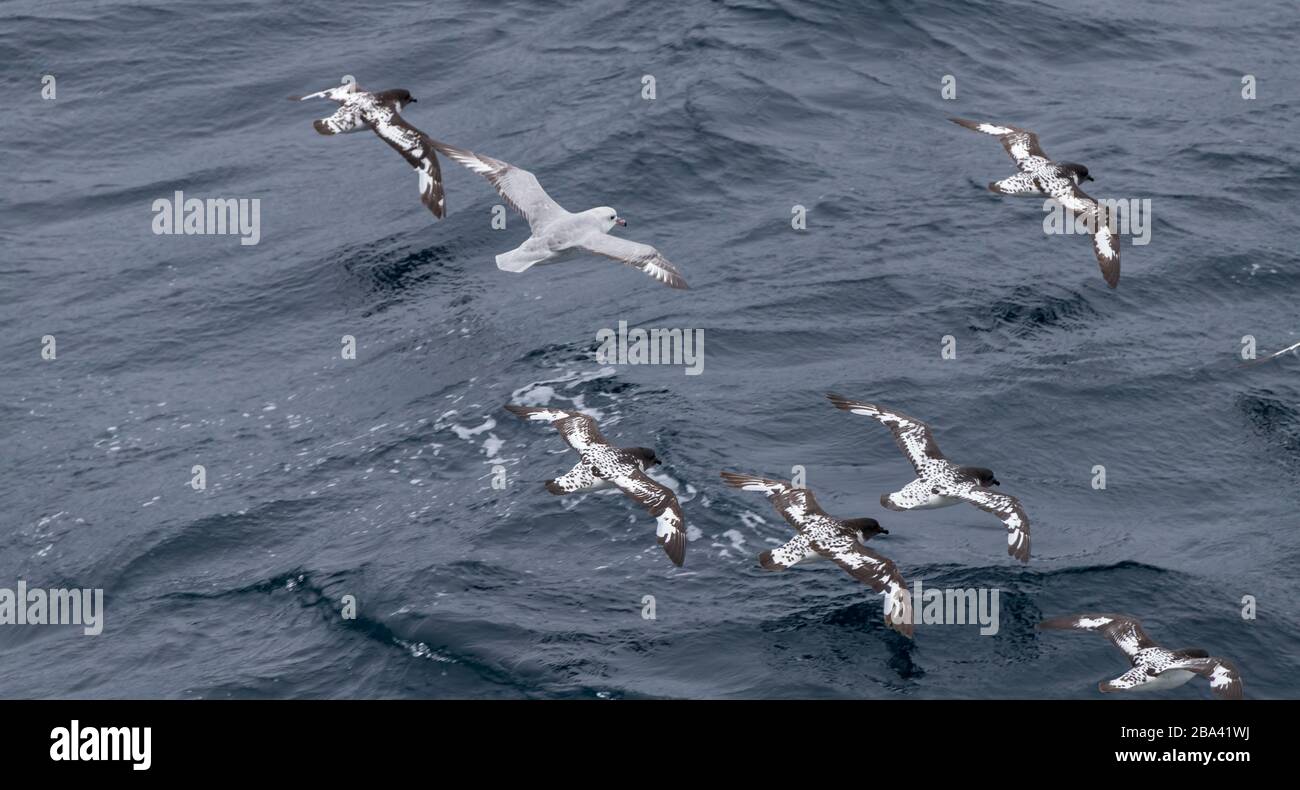 Cape petrels " Daption capense " flying in the antarctic with a ...
