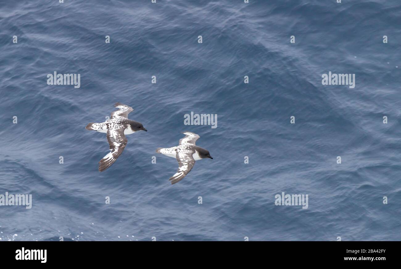 Cape petrels " Daption capense " flying in the antarctic Stock Photo ...