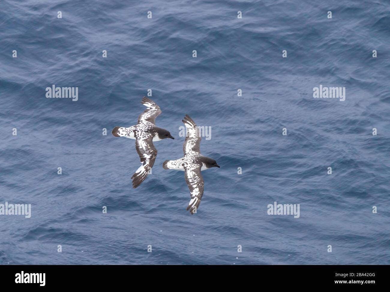 Cape petrels " Daption capense " flying in the antarctic Stock Photo ...