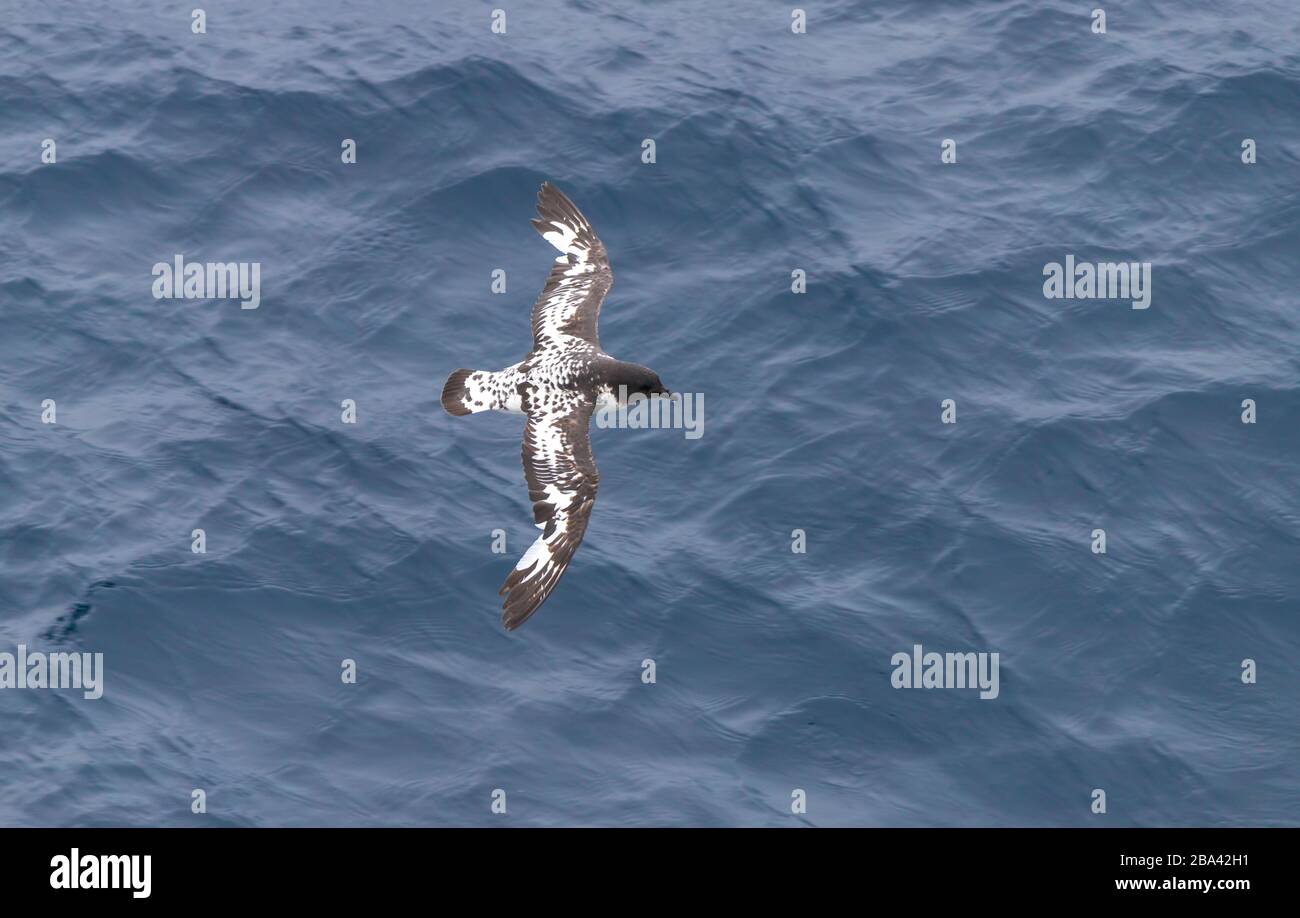 Cape petrels " Daption capense " flying in the antarctic Stock Photo ...