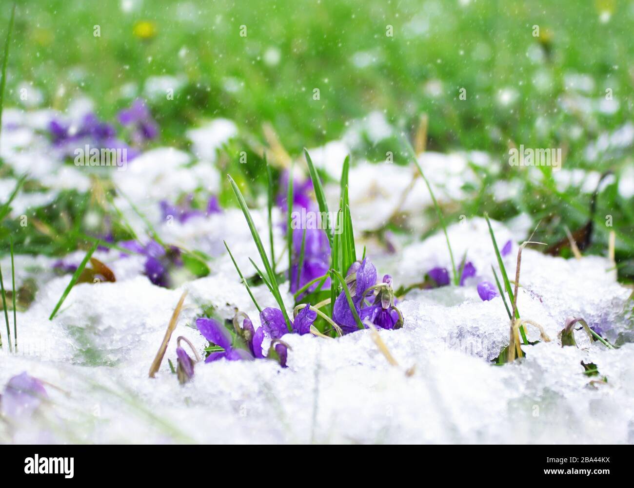 Violets in a snow, snowy March day Stock Photo - Alamy