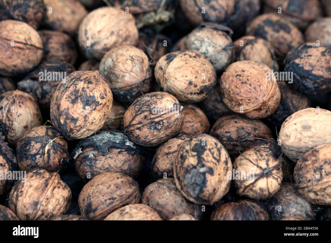 Bunch of freshly picked ripe organic light brown walnut shells with ...