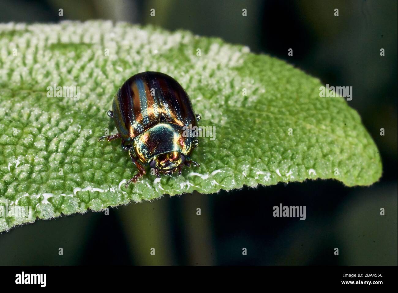Iridescent beetle hi-res stock photography and images - Alamy