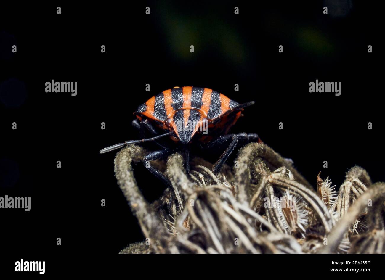 Sad insect hi-res stock photography and images - Alamy