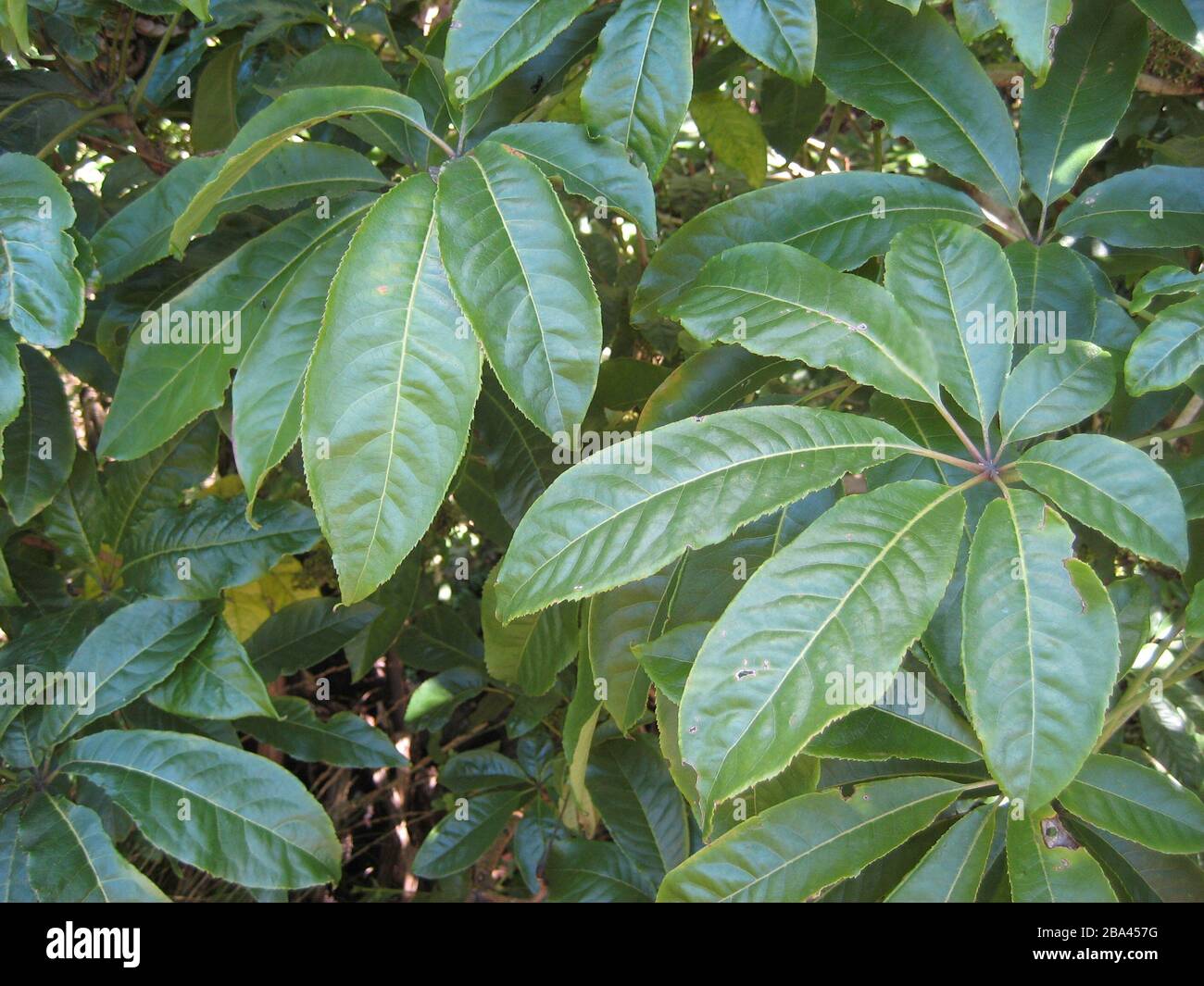 Schefflera digitata hi-res stock photography and images - Alamy