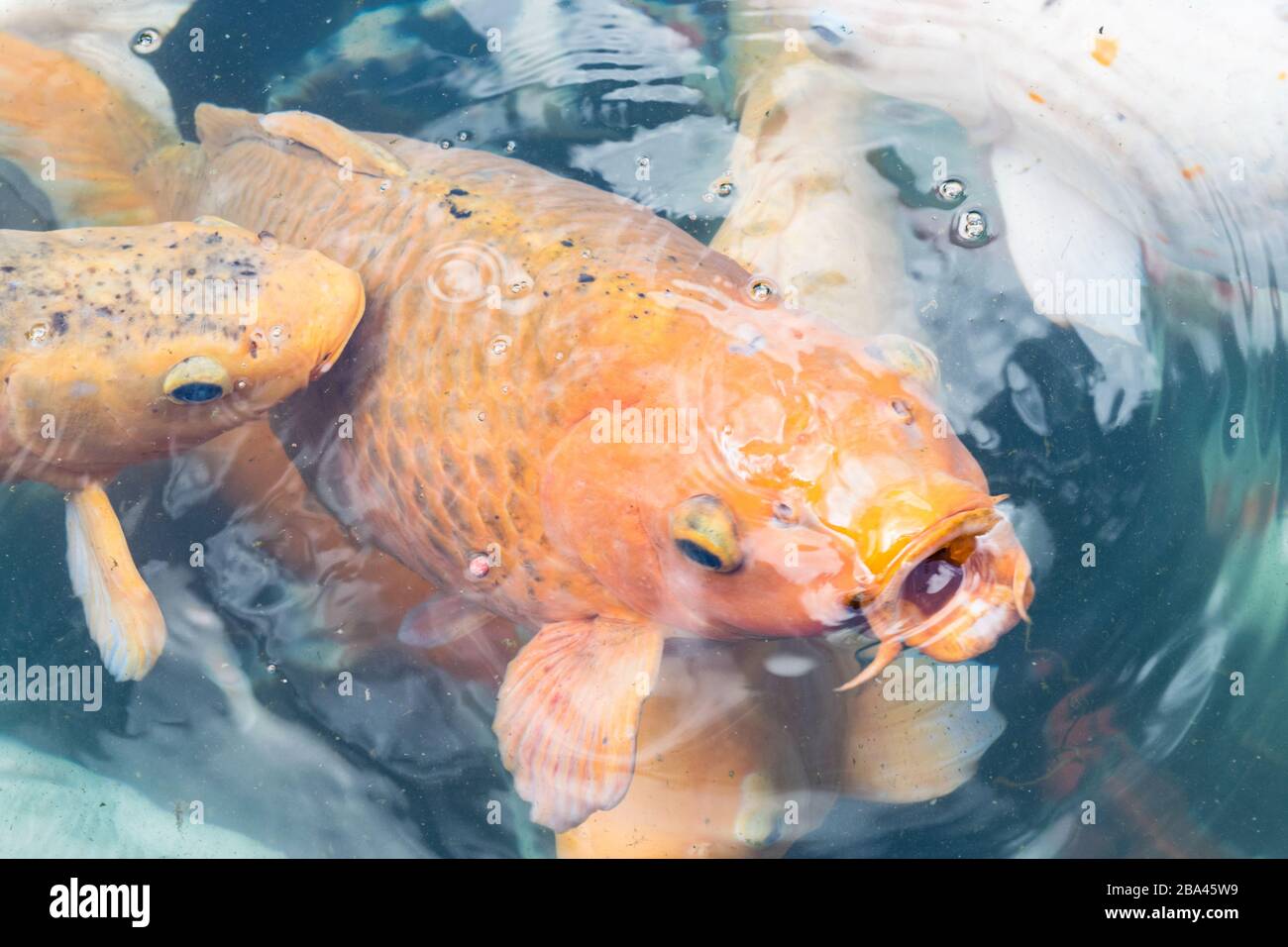 Close up of Koi fishes in the pond of Tirta Gangga water park, Bali ...