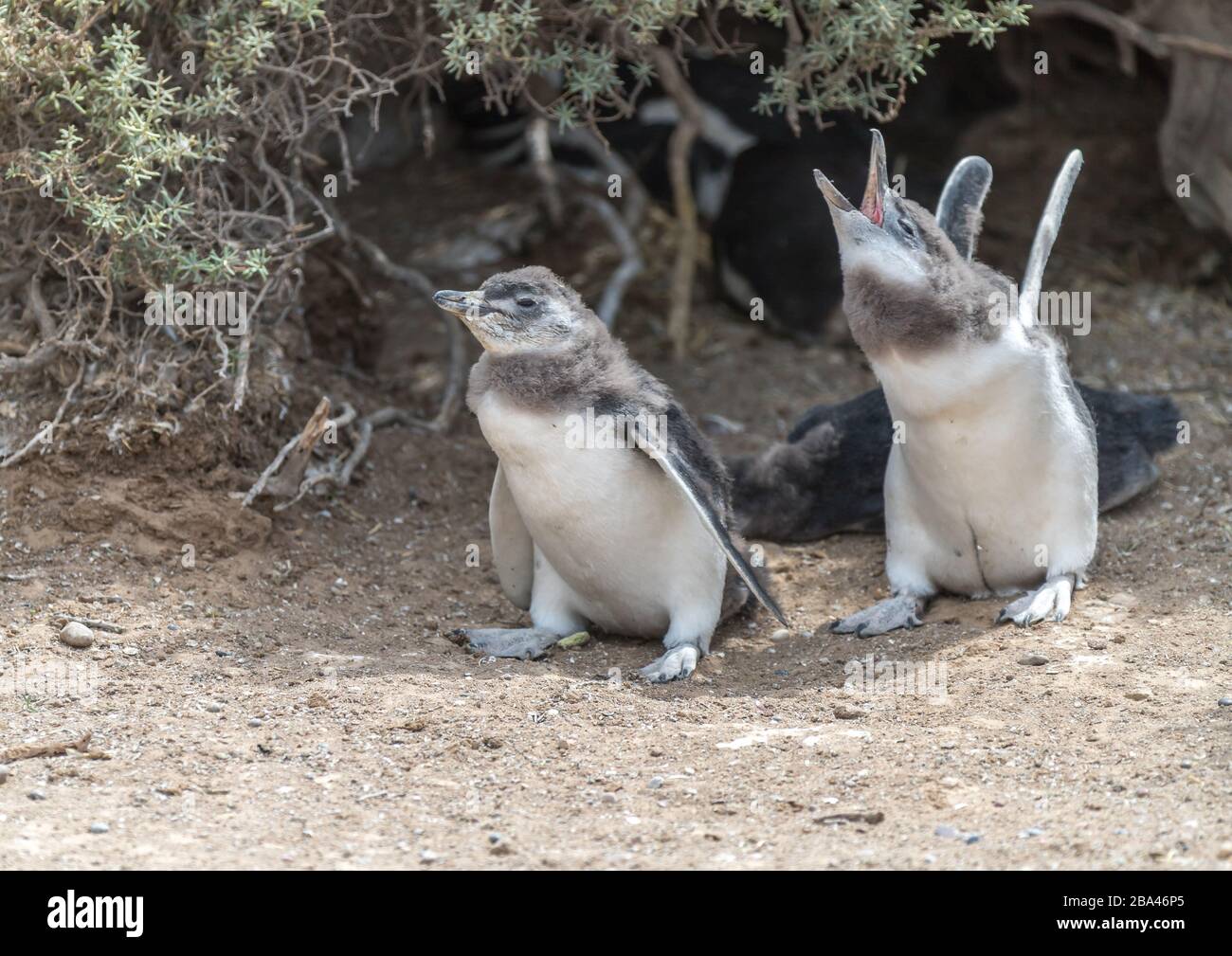 Spheniscus magellanicus hi-res stock photography and images - Alamy