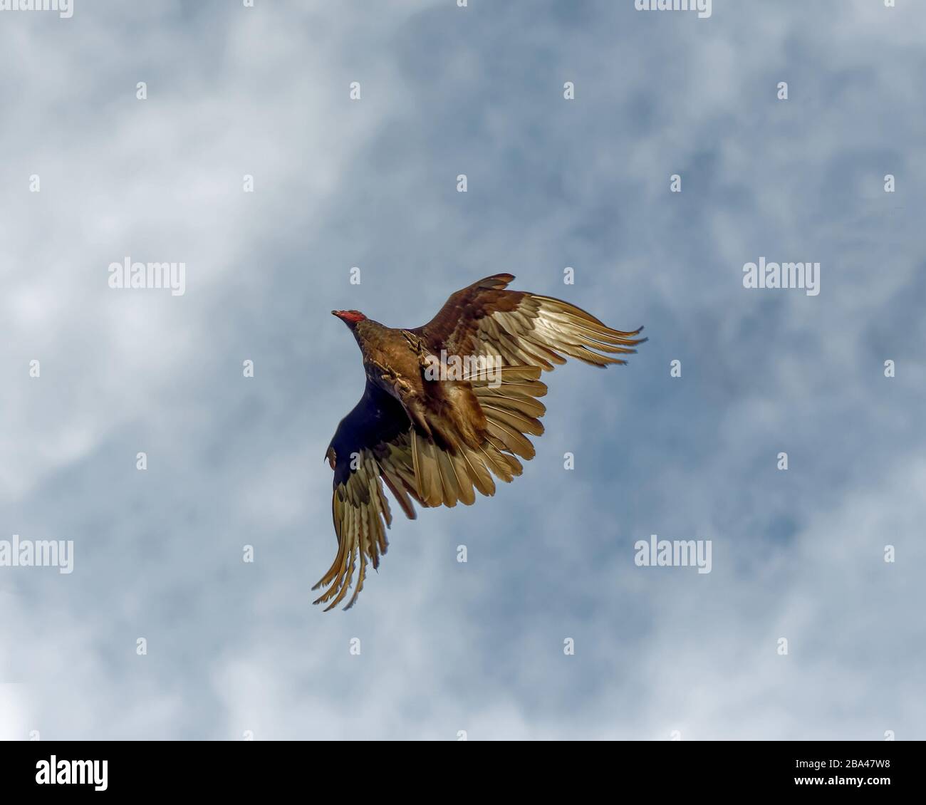 Turkey Vulture (Cathartes aura) flying high in Sepulveda Wildlife ...