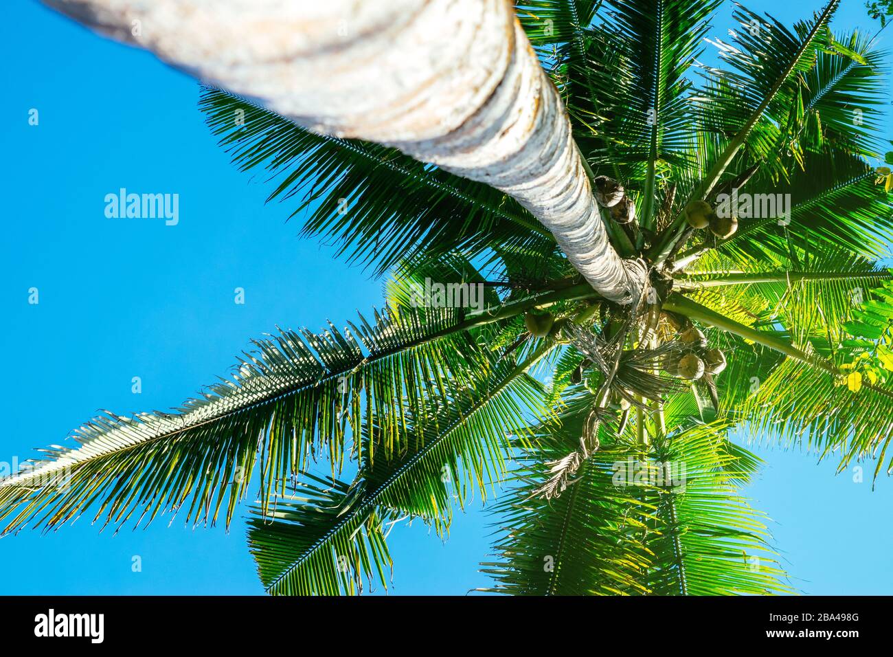 Palm tree and leaves seen from below with blue sky Stock Photo - Alamy