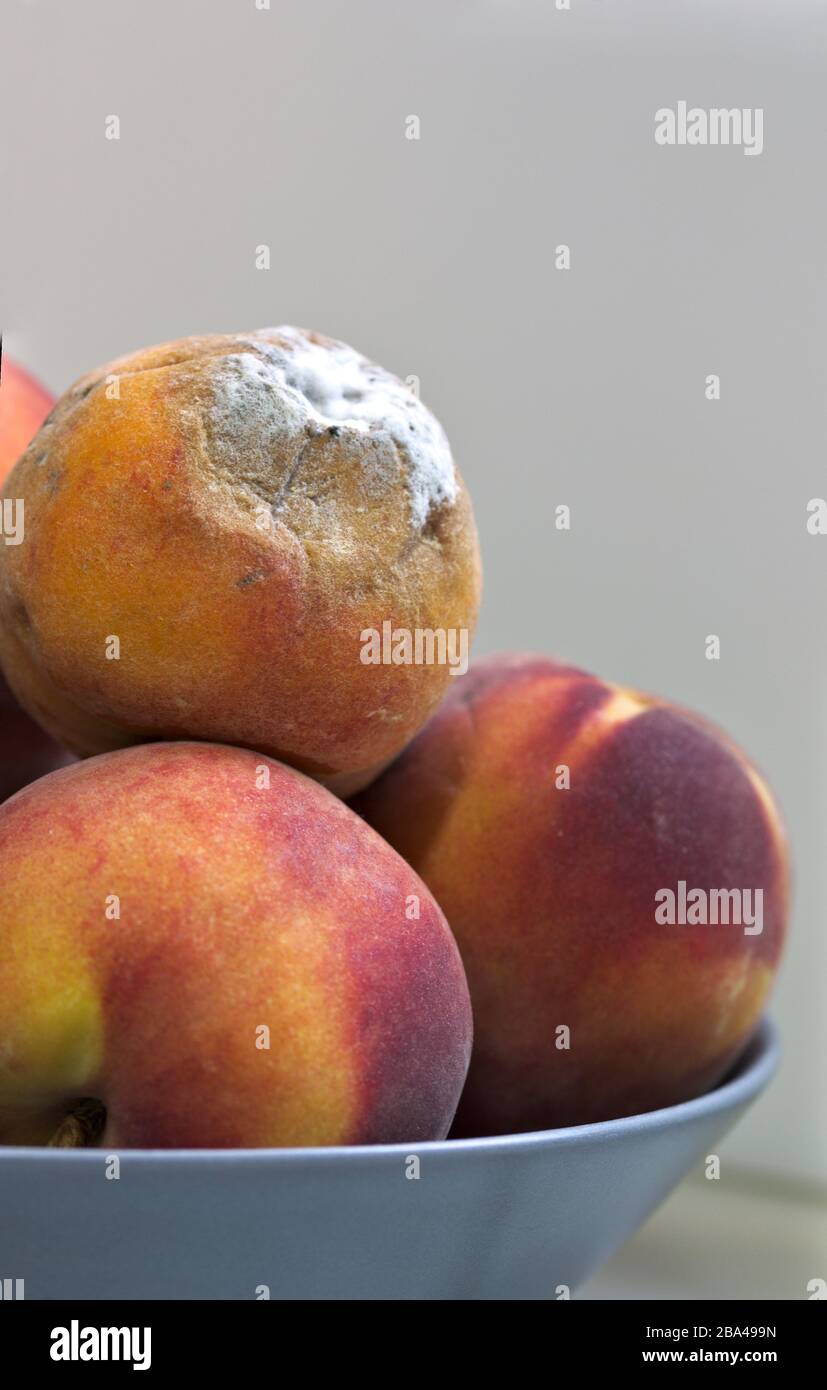 Rotten moldy peaches hi-res stock photography and images - Alamy