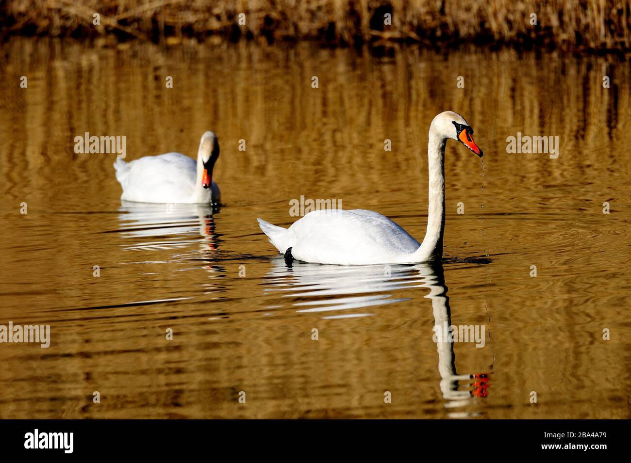 animals, bird, birds, fly, avian, water, birds in water, nature ...
