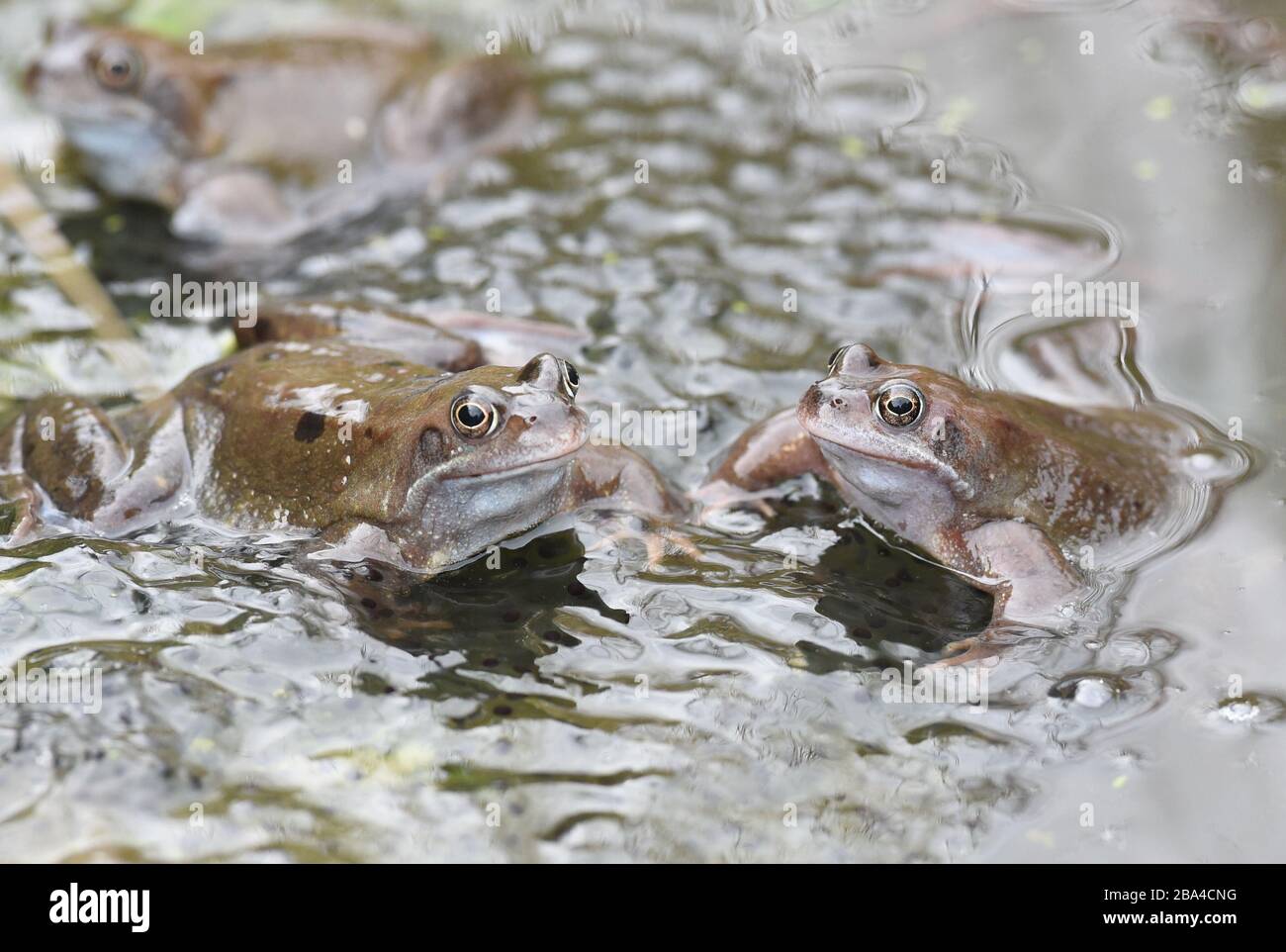 Scottish frog hi-res stock photography and images - Alamy