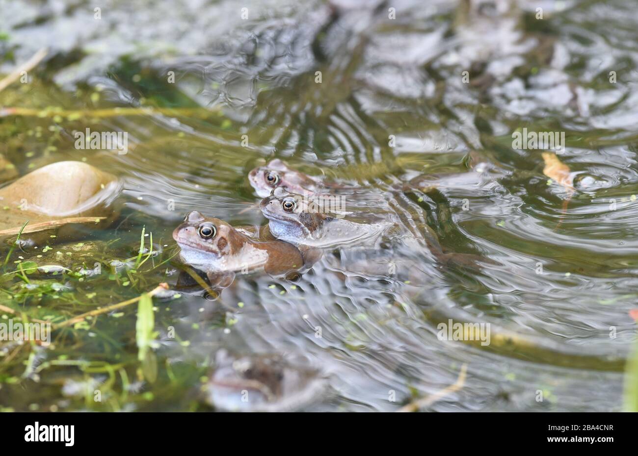 Mating seaso hi-res stock photography and images - Alamy