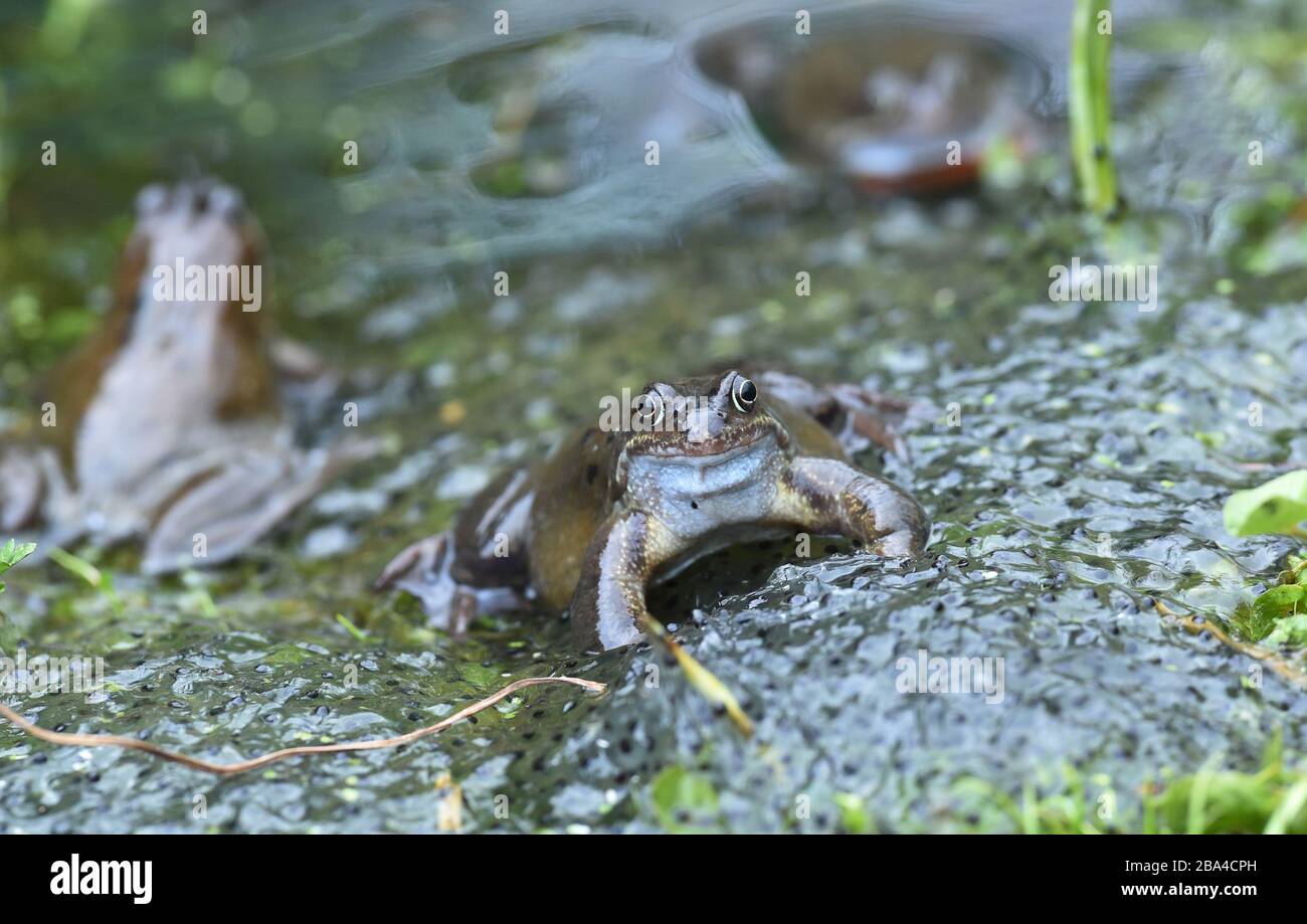Mating seaso hi-res stock photography and images - Alamy