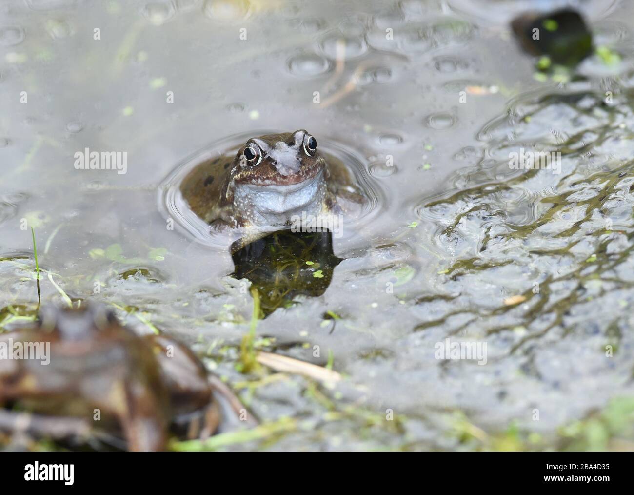 Scottish frog hi-res stock photography and images - Alamy