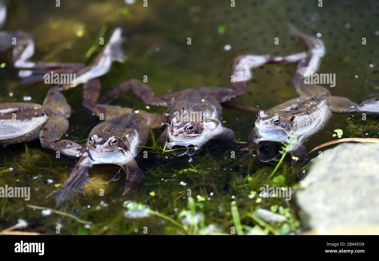 Mating seaso hi-res stock photography and images - Alamy